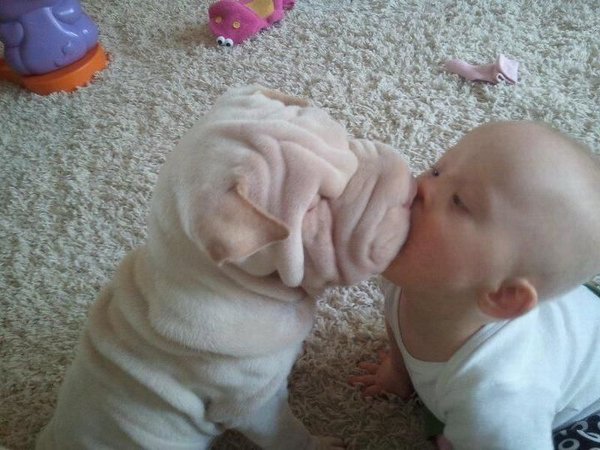 Cute Funny Animalz: Funny Shar Pei Dogs New Nice Images And Wallpapers 2013