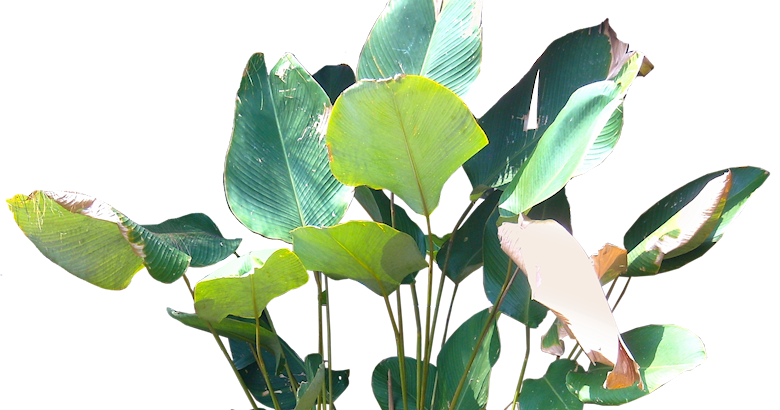 Tropical Plant Pictures: Calathea Lutea