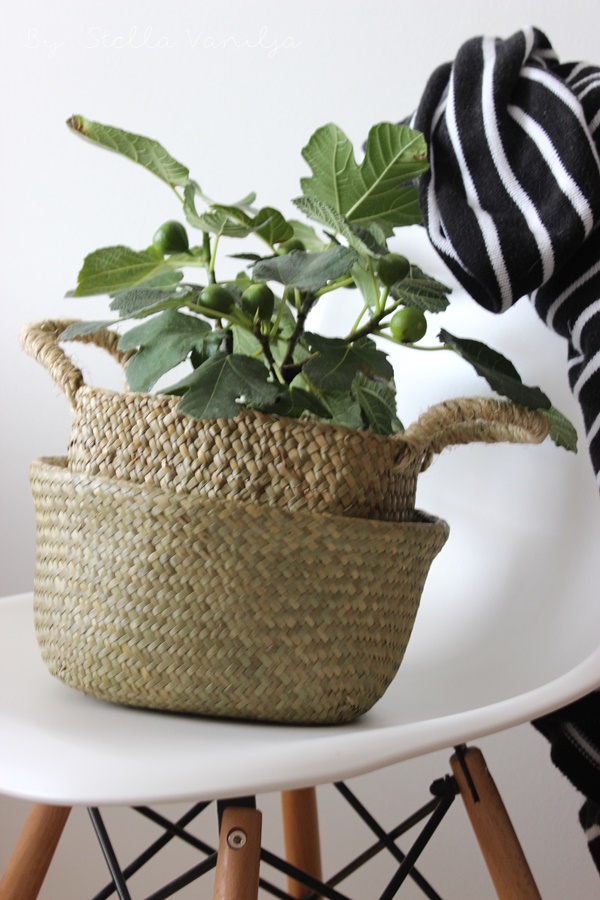 Stella Vanilja: Viikunapuu