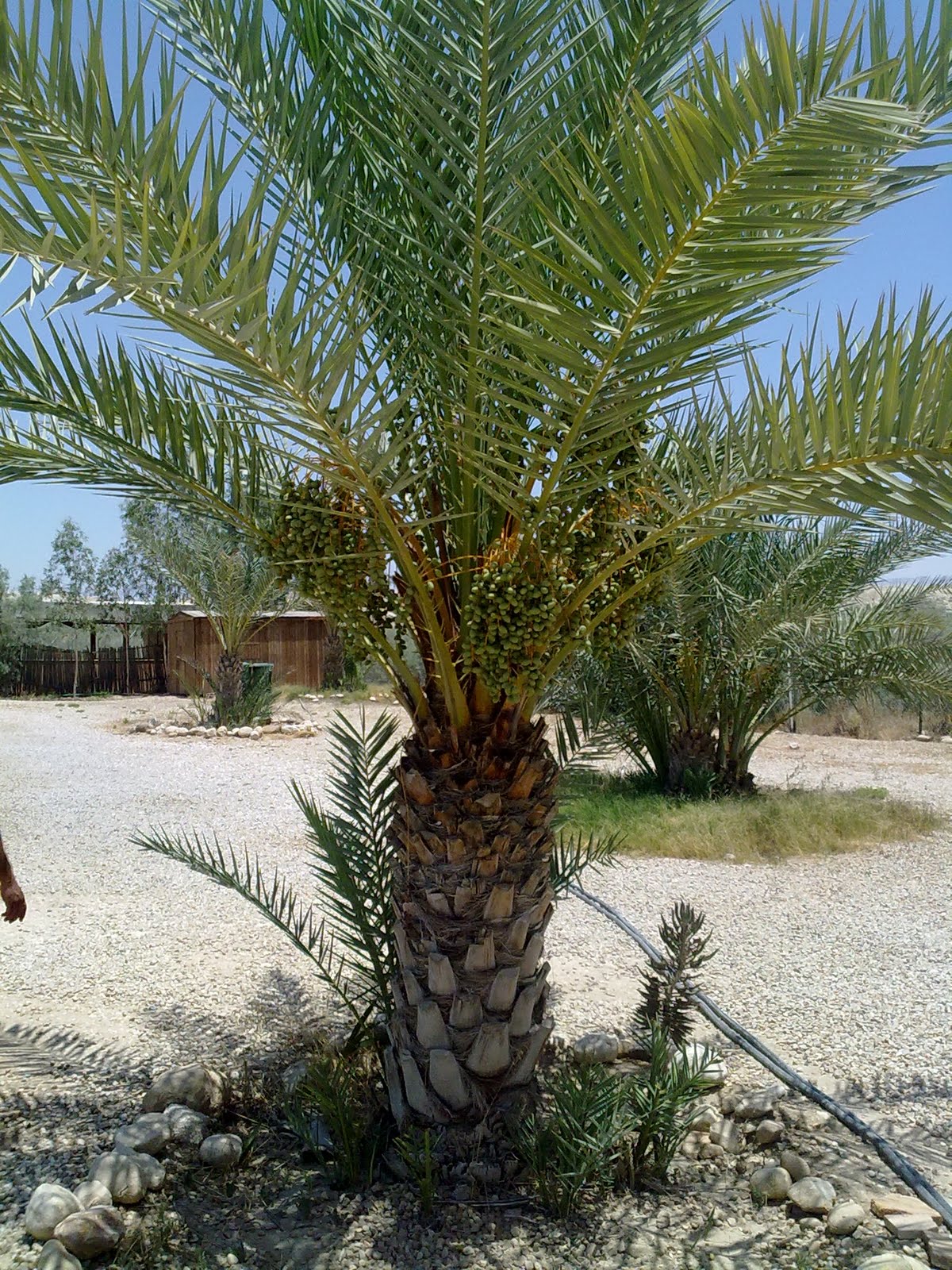 Ol' Big Jim's Place: Flora of Jordan