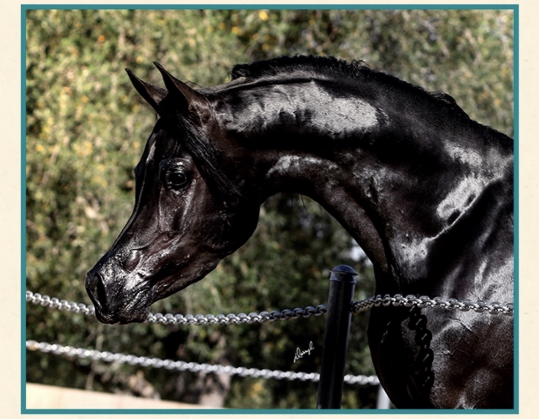 Black Arabian Horse Images