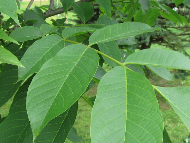 Noce Comune (Juglans regia), il suo Legno ed i suoi Frutti | Il Gusto ...