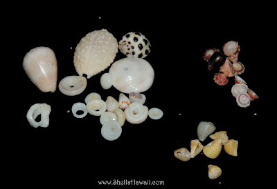 ShellsHawaii ...by Janjira: Hawaiian Seashells