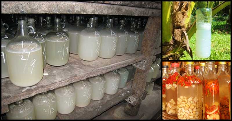 Health Benefits And Uses Of Coconut Vinegar | Dr Farrah MD