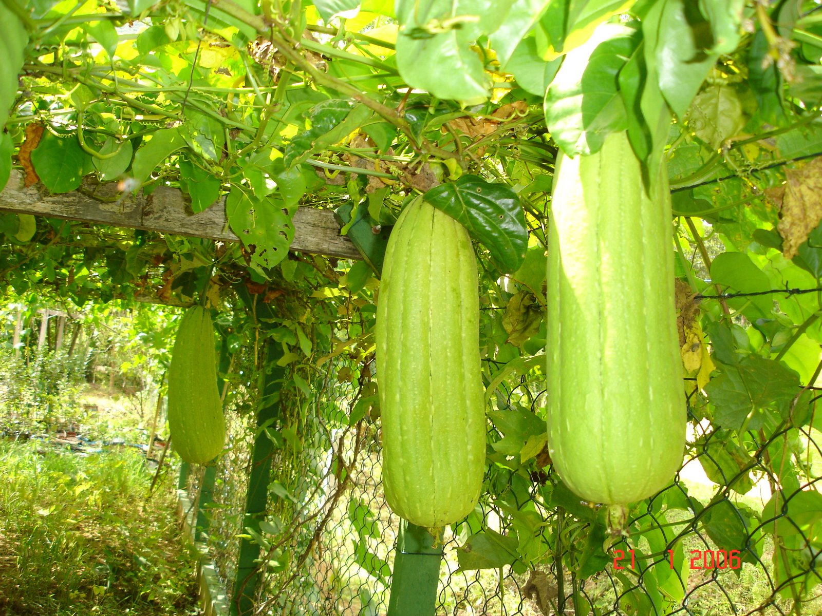 Bucha Vegetal - Luffa cylindrica | Natureza Bela