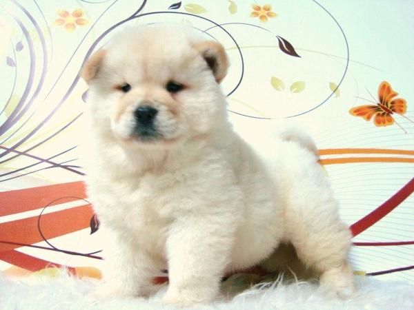 La vIda Ez hErmoOza!!: los perros mas hermosos CHOW CHOW