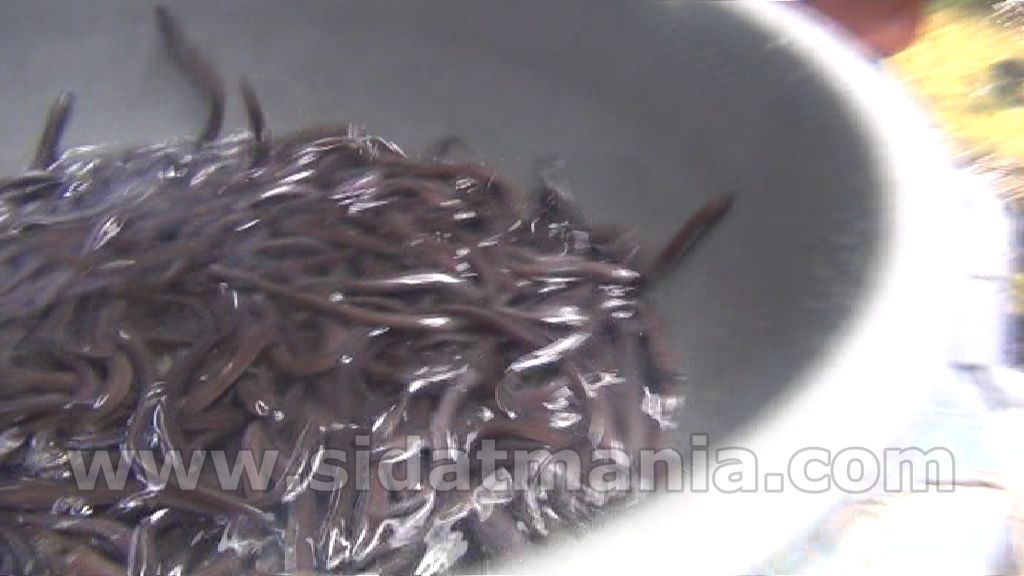 Ikan Sidat Ukuran Elver Jenis Bicolor | Foto Ikan Sidat