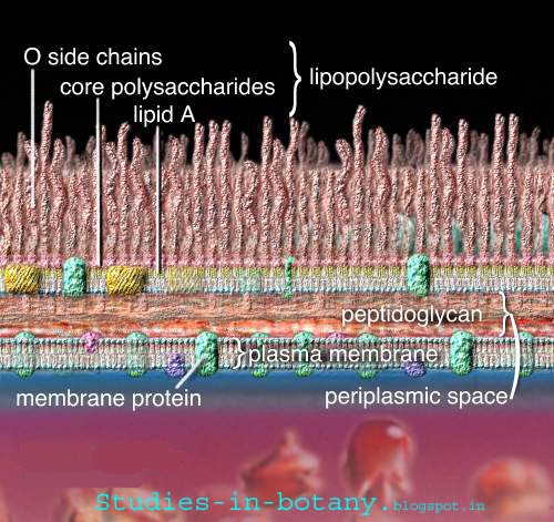 Details information on Cell Wall of Gram-negative bacteria