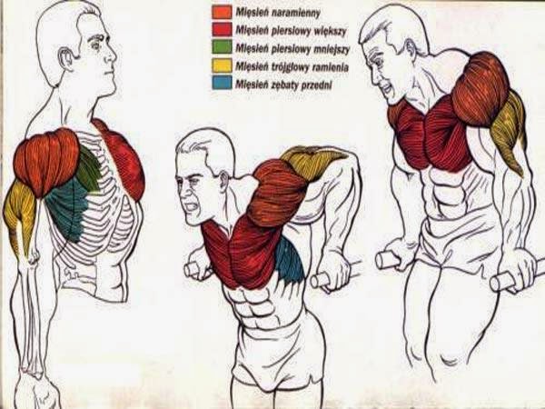 No pain no gain: TRICEPSY I BARKI