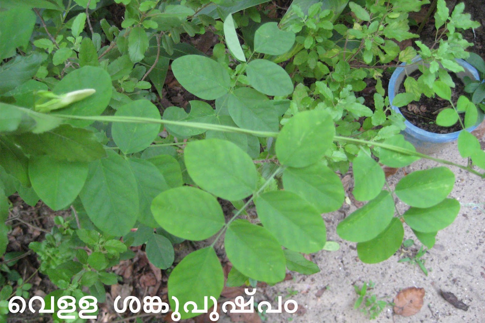 Ayurvedic Medicinal Plants in Kerala