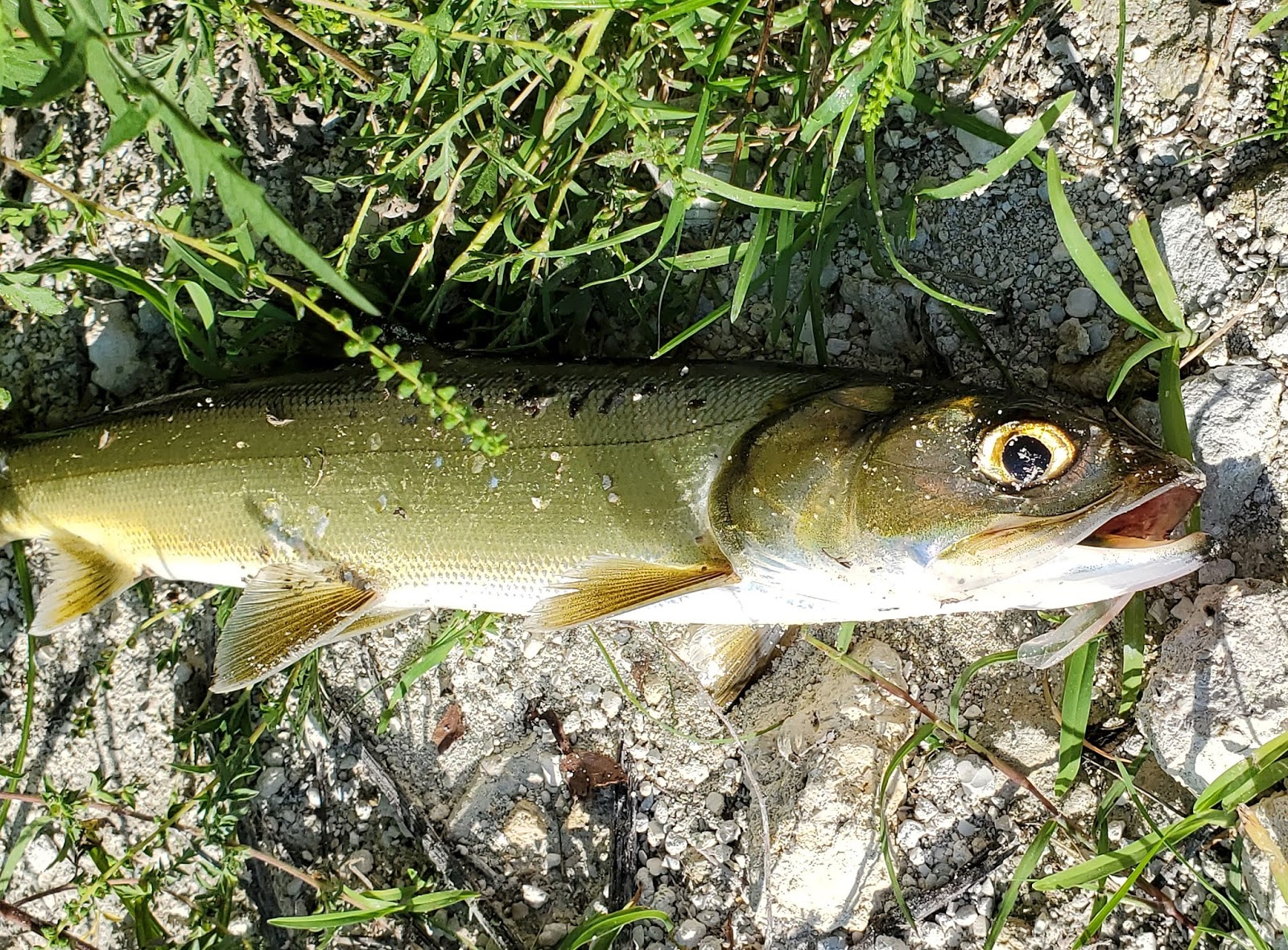 Mosquito Lagoon & Indian River Fishing: June 2020