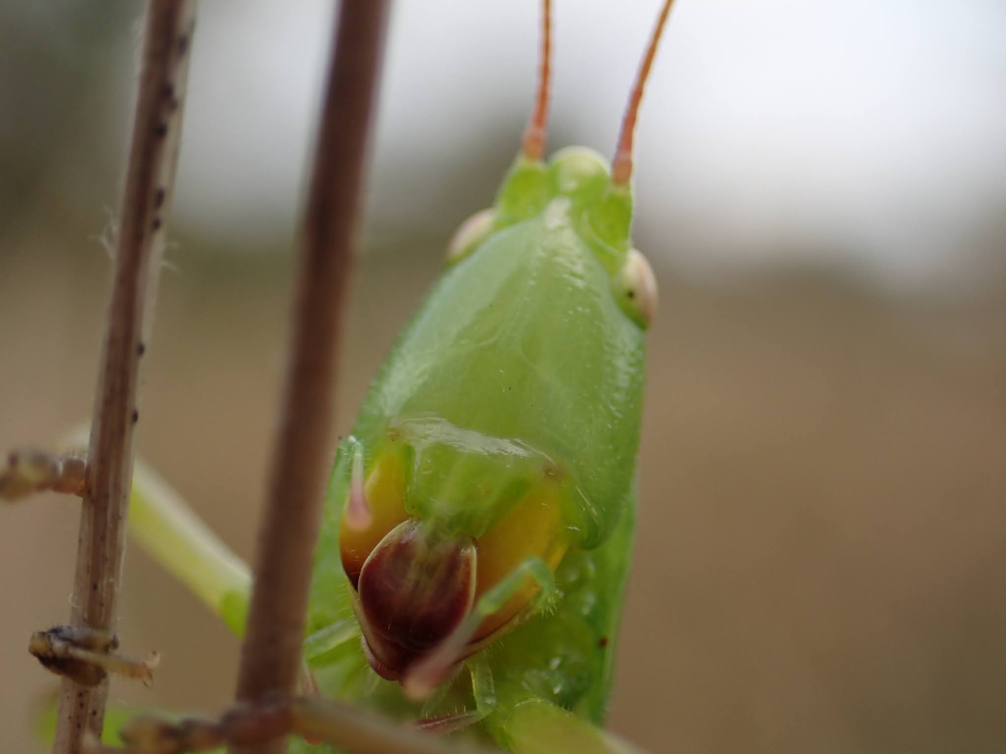 The Lyons Share: Large Conehead in Ashdown Forest!!!
