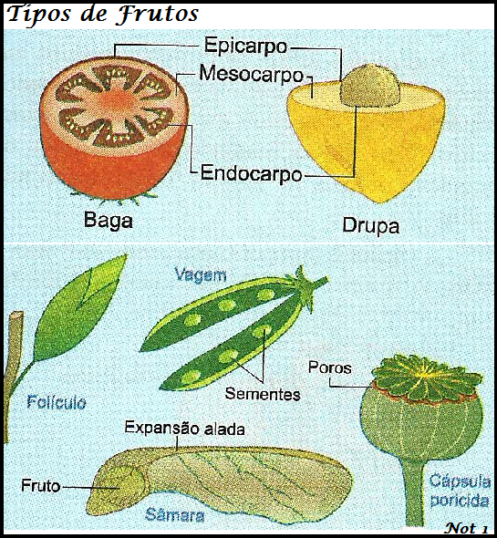 Bio-Blog: Resumo: Angiospermas