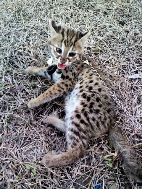 KUCING HUTAN / BLACAN (FELIS BENGALENSIS), oleh Yosefa Amri: KUCING ...