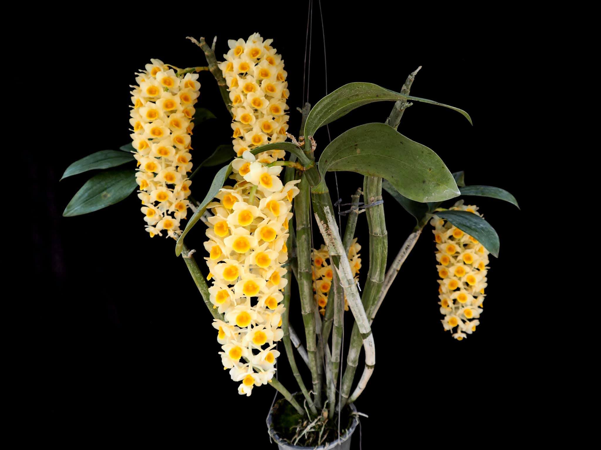Dendrobium densiflorum