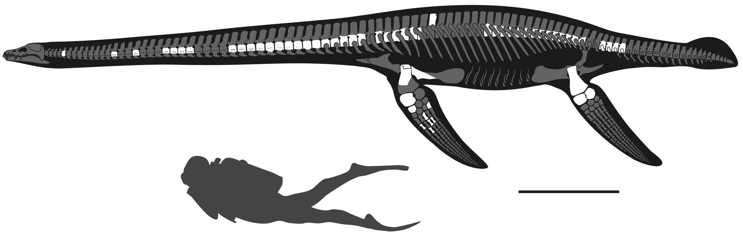 Species New to Science: [Paleontology • 2020] Jucha squalea • A New ...