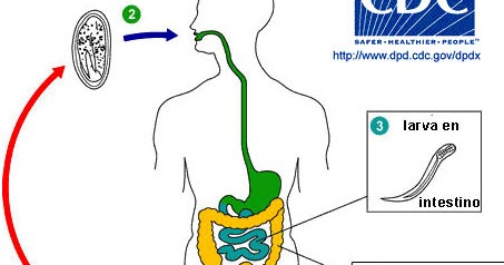 Enterobius vermicularis: Ciclo de Vida