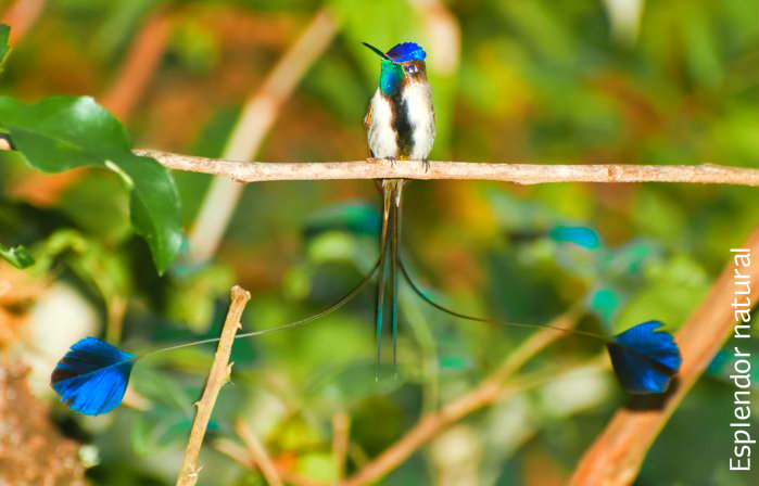 Esplendor Natural: El colibrí cola de espátula