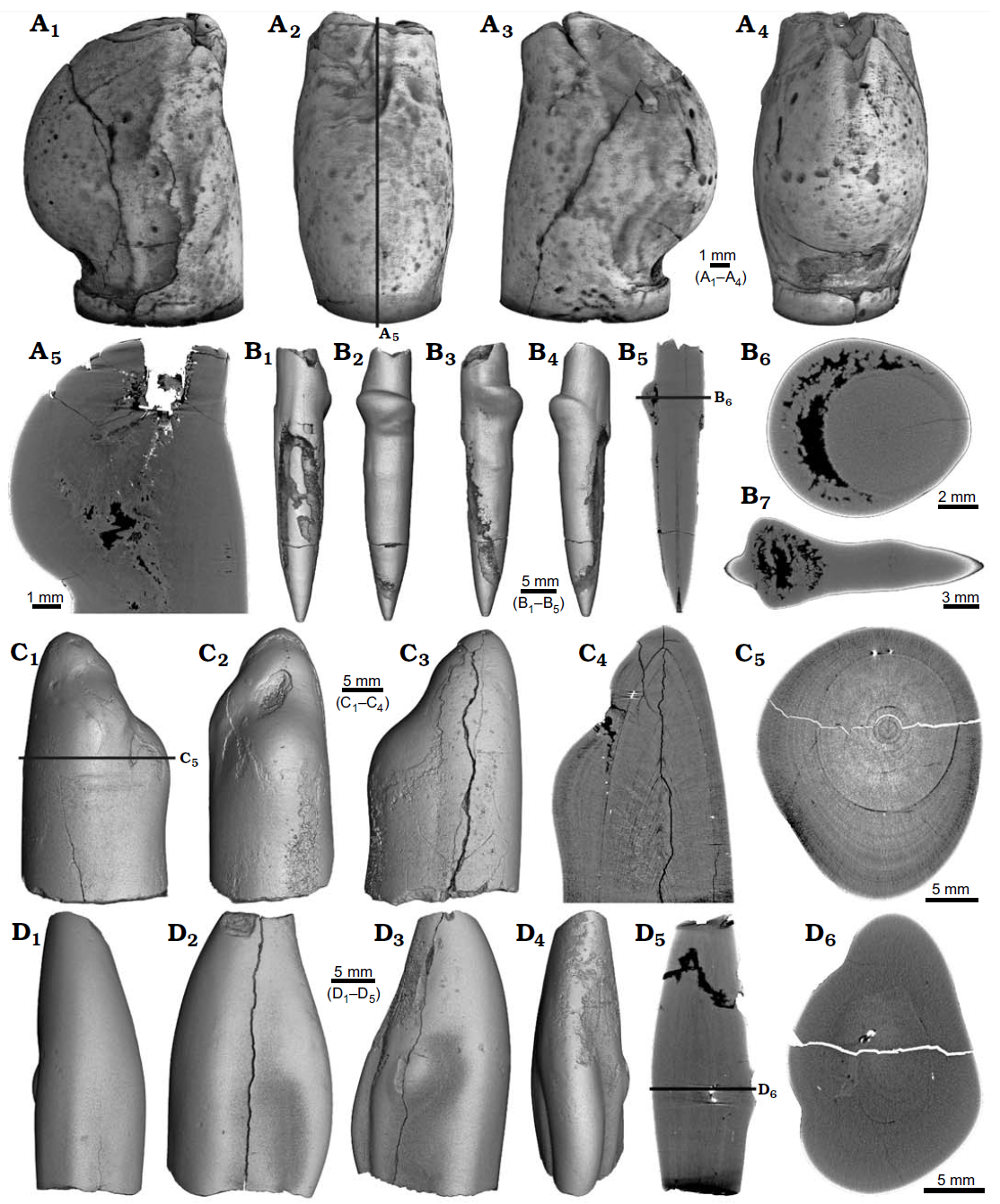 Sciency Thoughts: Using high-resolution computed-tomography to study ...