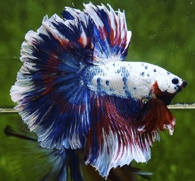 Ikan Cupang Halfmoon Tercantik yang Mahal dan Langka beserta Gambarnya