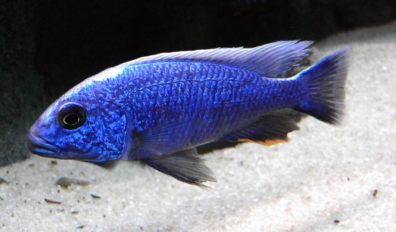 blue acuario: Blue Acuario peces cíclido, salada tropicales goldfish ...