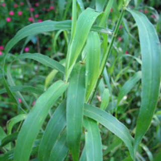 Essential Oil Profiles