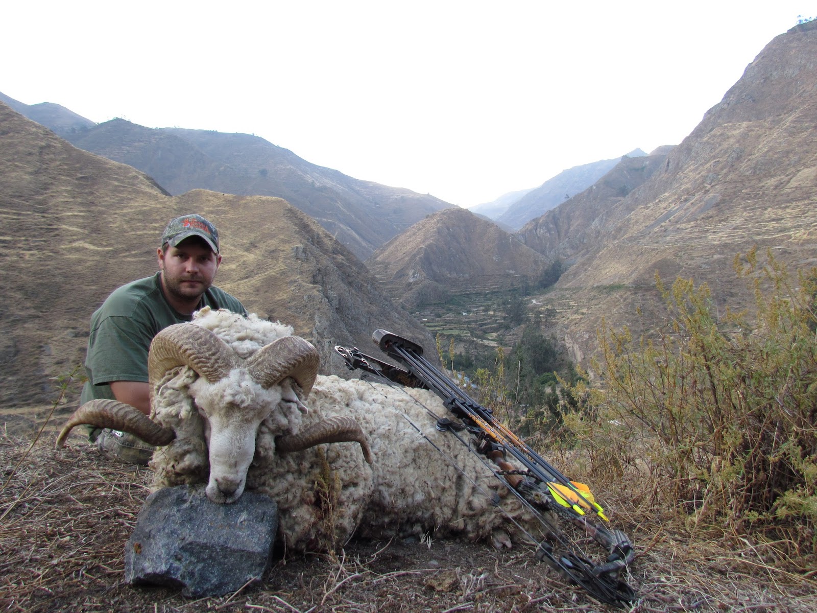 The Hunting Company Worldwide Hunting and Film: Andean Feral Sheep Ram ...