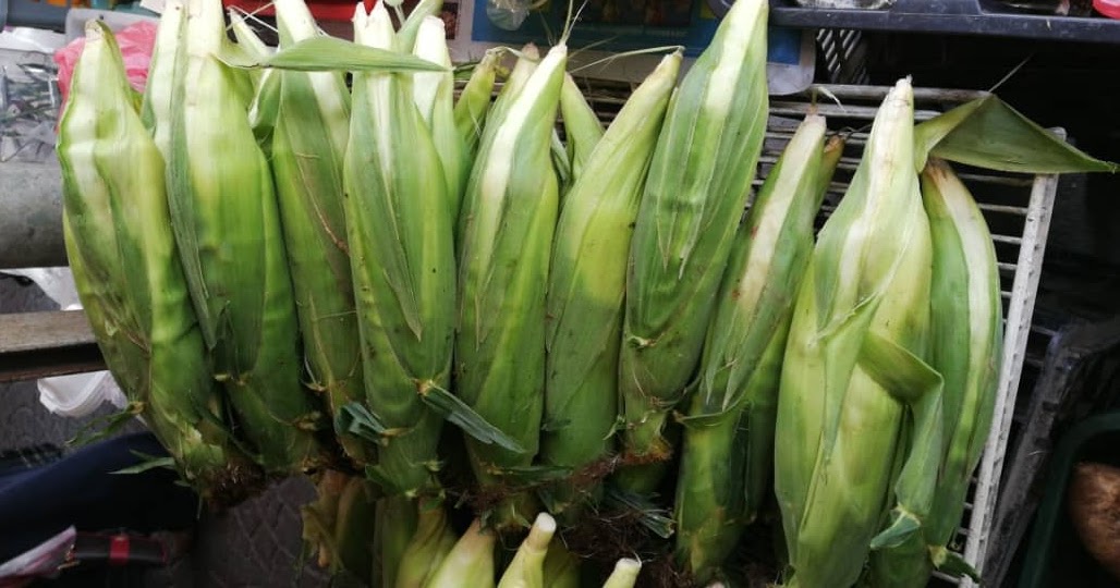 Review Jagung Mutiara Cameron Highland, Malaysia