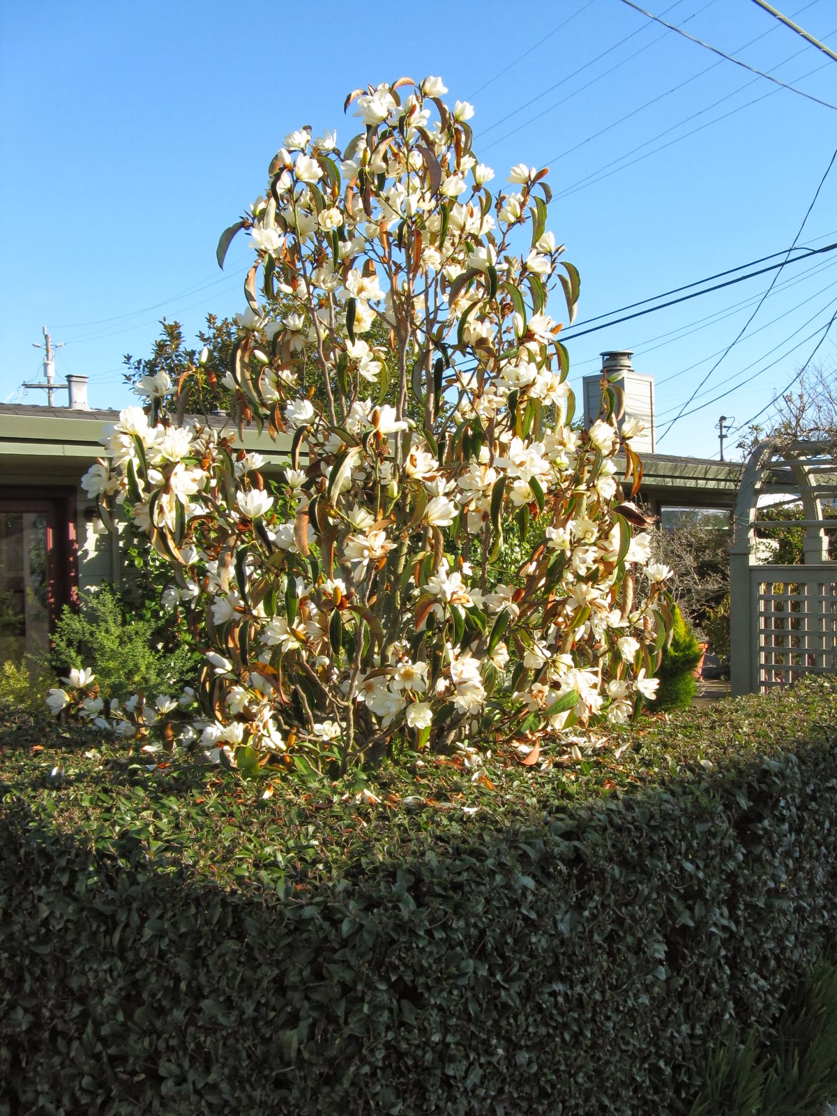 Trees of Santa Cruz County: Michelia doltsopa - Chinese Magnolia