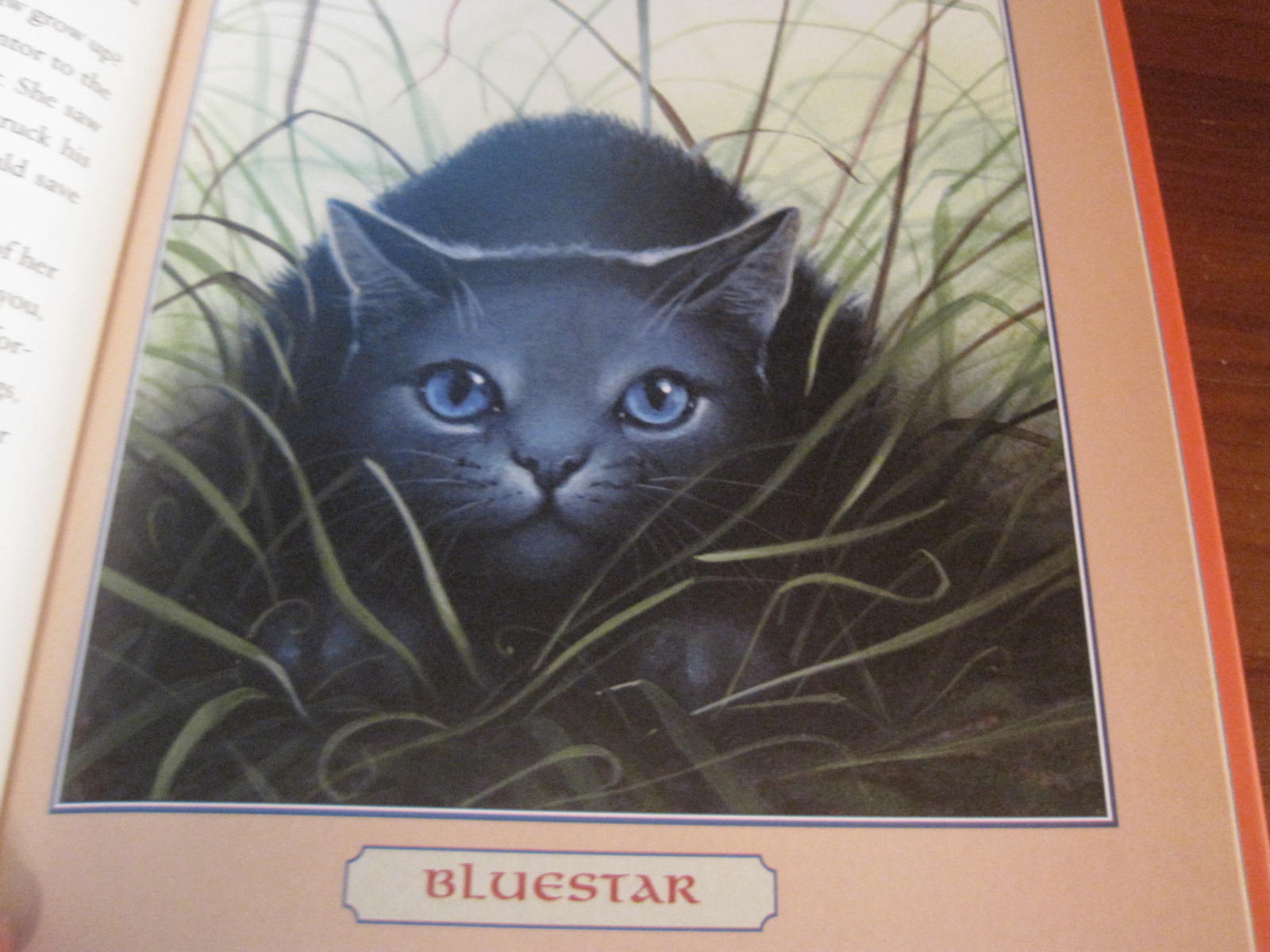 Brooke's Wonderous World: warrior cats. my favorite cat, bluestar