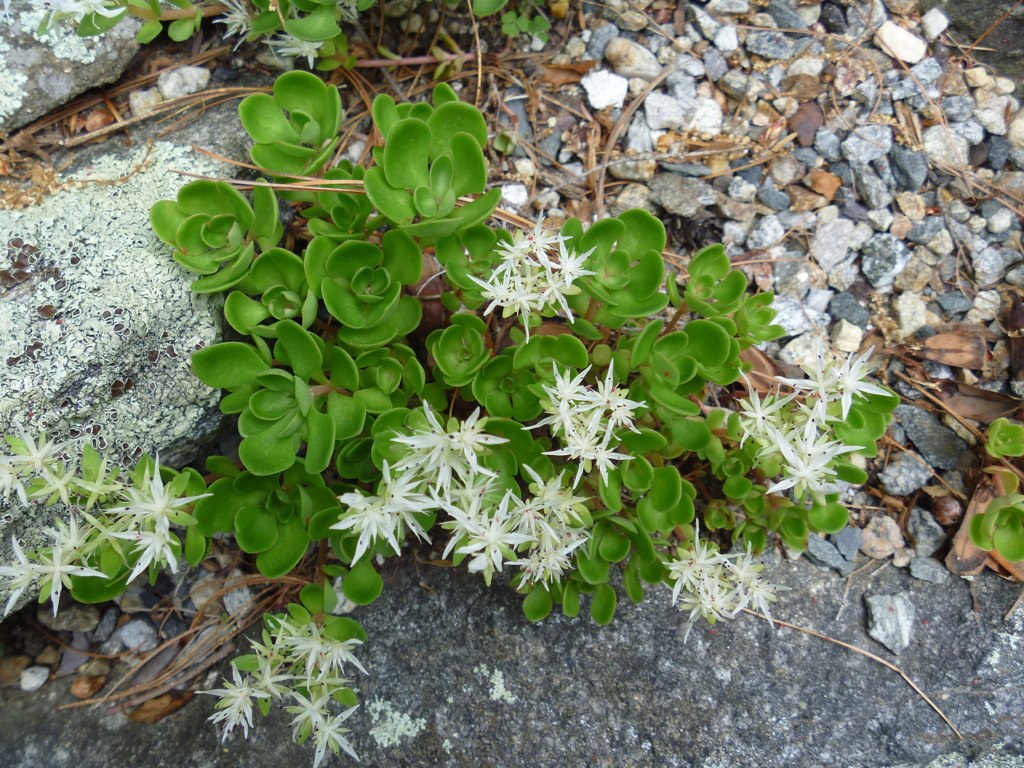 Sedum nevii - Nevius' stonecrop care and culture | Travaldo's blog
