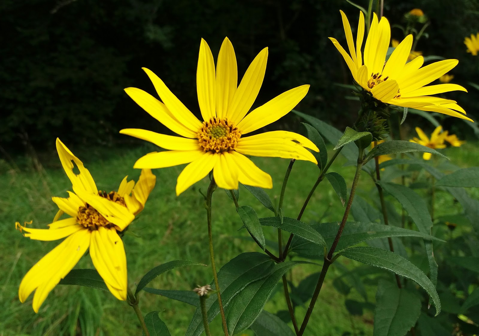 Kruidwis: Knobbelige aardpeer goed voor onze darmflora
