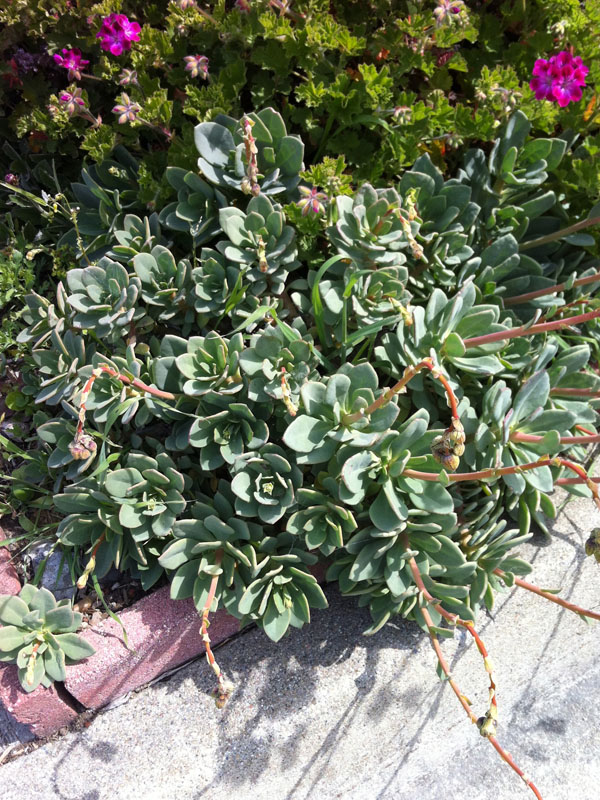 Pennsylvania Street Gardens: Plant profile: Calandrinia spectabilis