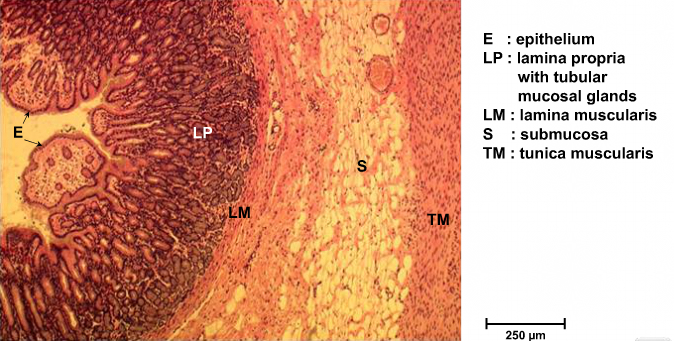 DAMILOLABIOL3500: Ruminant Stomach