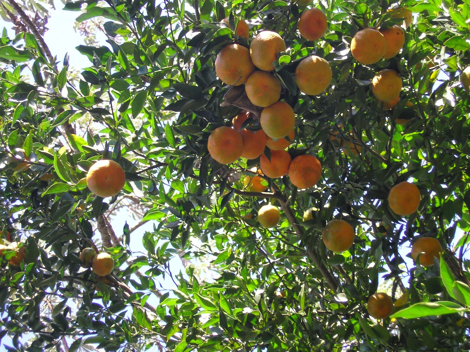 Servicios Integrales del Agro.: LOS CITRICOS (NARANJA, MANDARINA ...