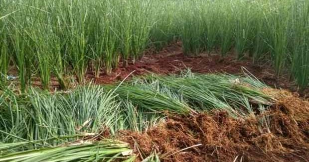 Tanaman Rumput Akar Wangi Efektif Cegah Longsor