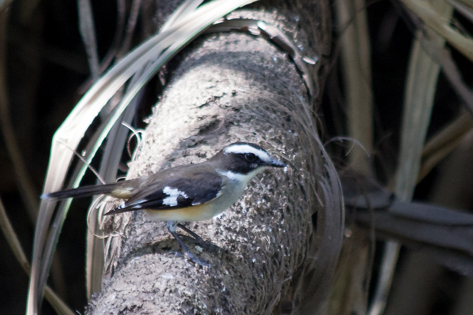 Kay Parkin Birding: Kununurra and Mitchell Falls WA