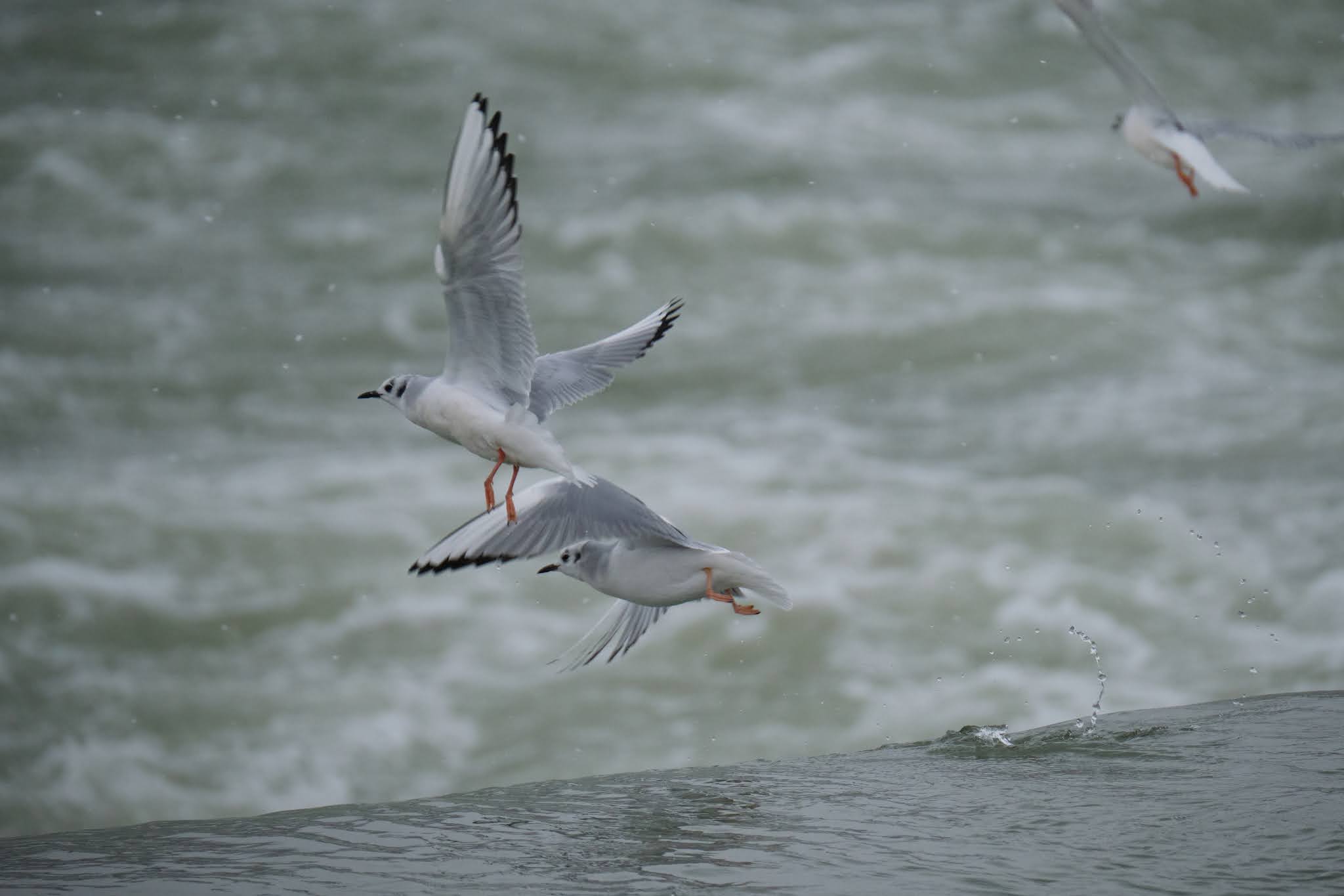 Nathan's Nature Adventure Blog: Niagara River Gulling