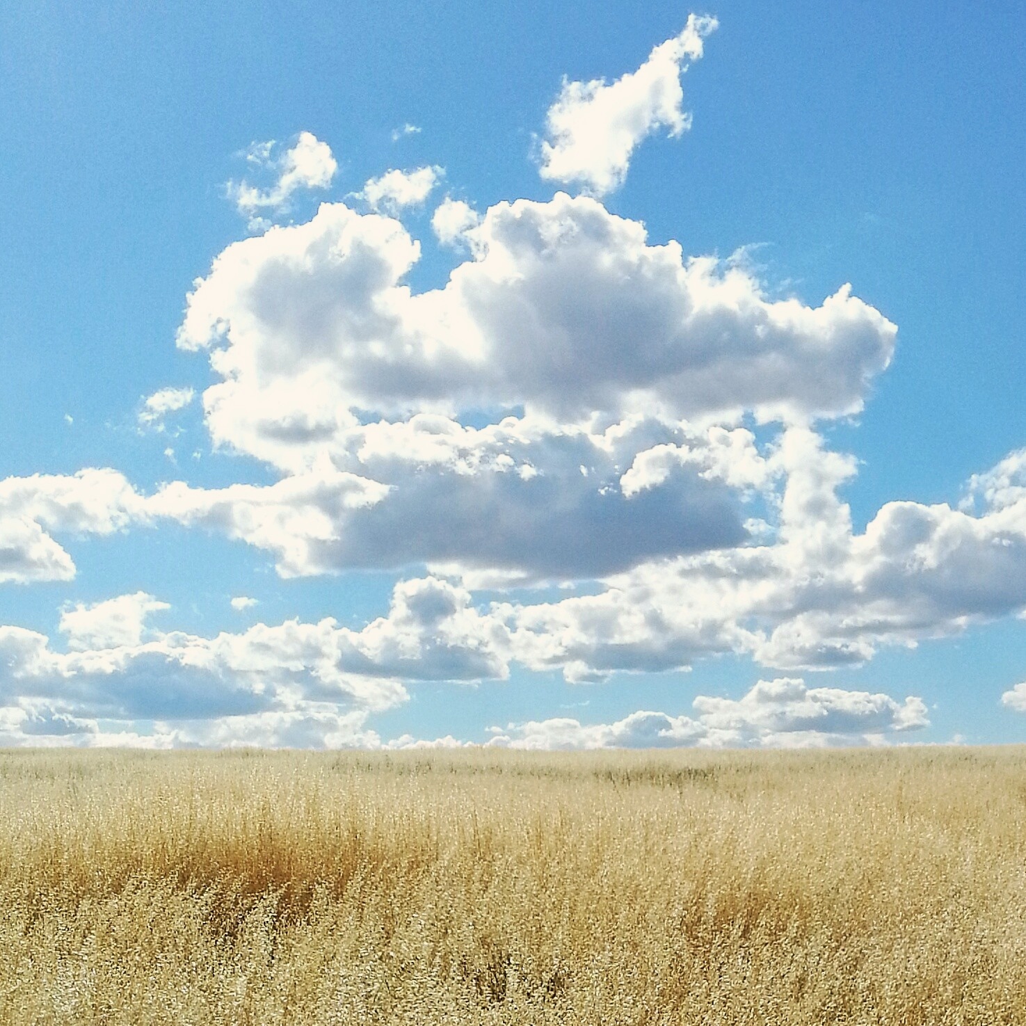 rare pear studio blog: A BIG,VERY BIG SKY...some photos