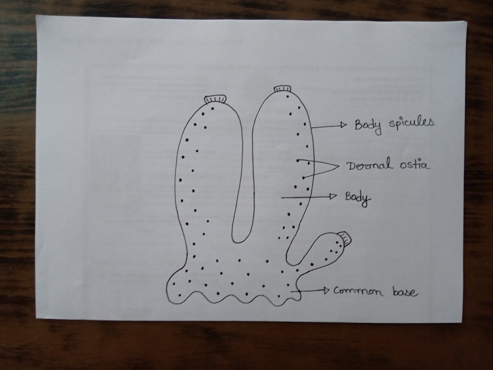 Dear Study: Sycon Images | Drawing of Sycon