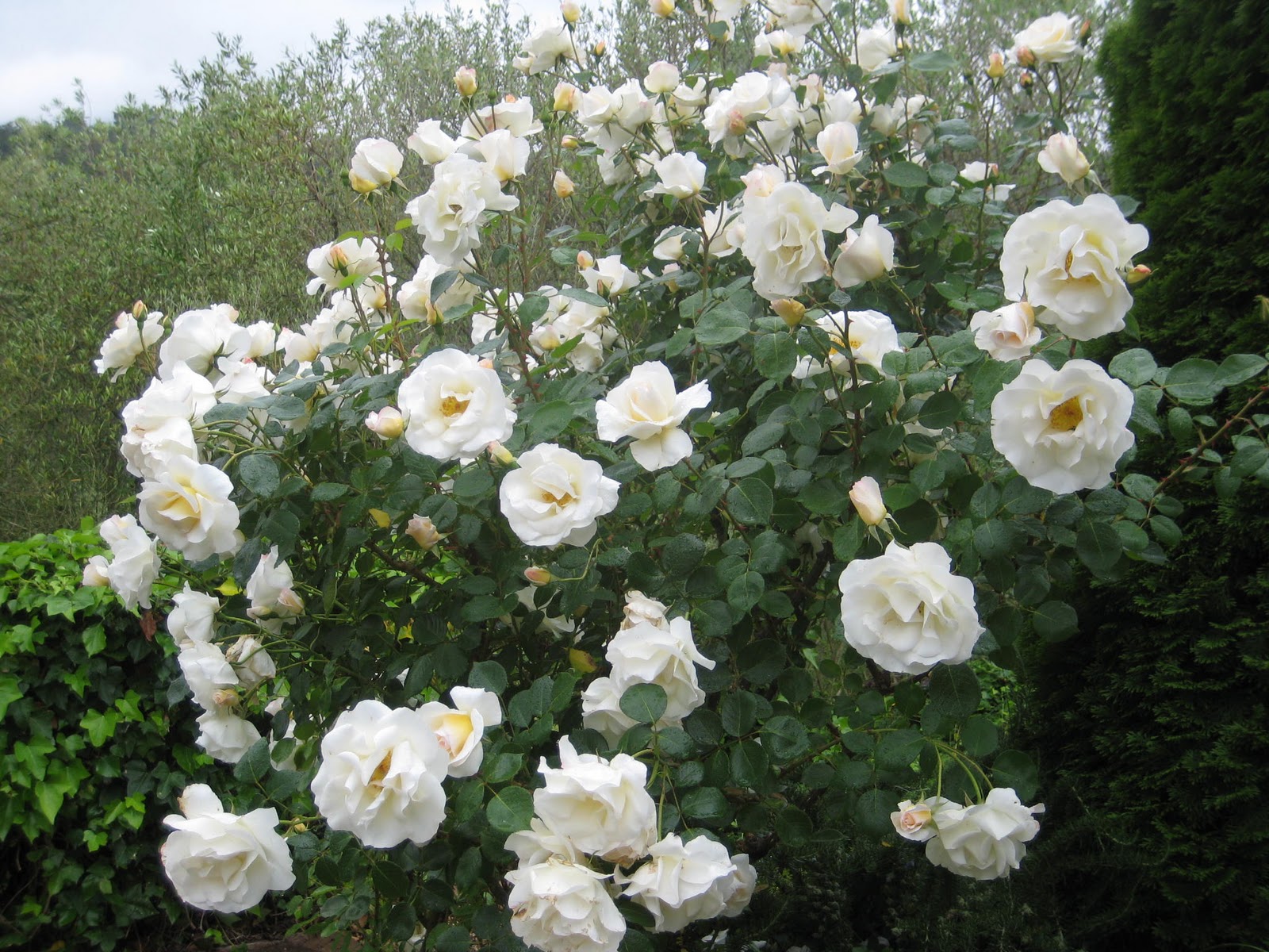 Mónica Lepe Cabello.: ANTONIO MACHADO ---ABRIL FLORECIA.