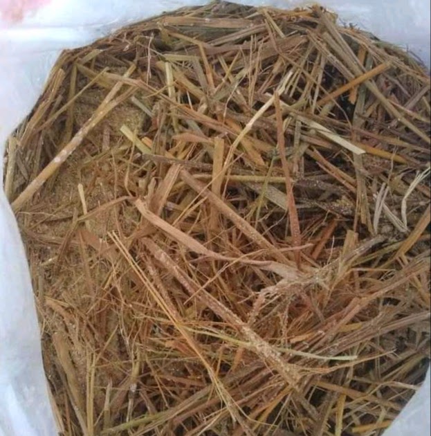 Cara Membuat Pakan Ternak Fermentasi, Silase dan Hay - IDNFARMERS