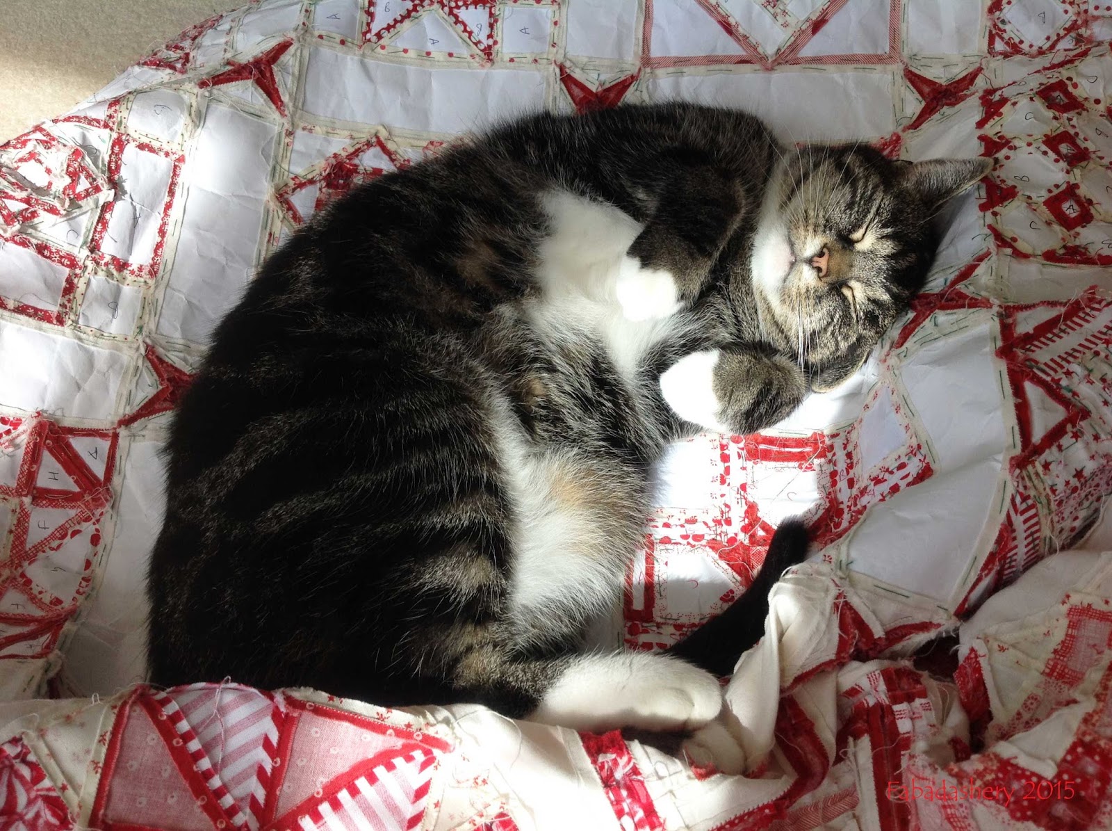 Fabadashery: Pets on Quilts Show 2015 - Cat on Quilt