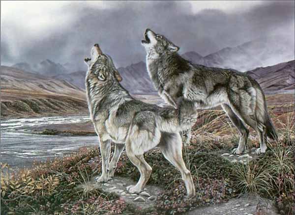 White Wolf : Al Agnew : Great American Artist and Conservationist
