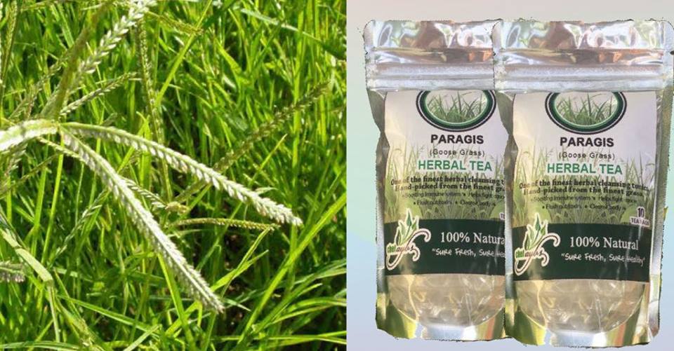 Its all about health: PARAGIS GRASS