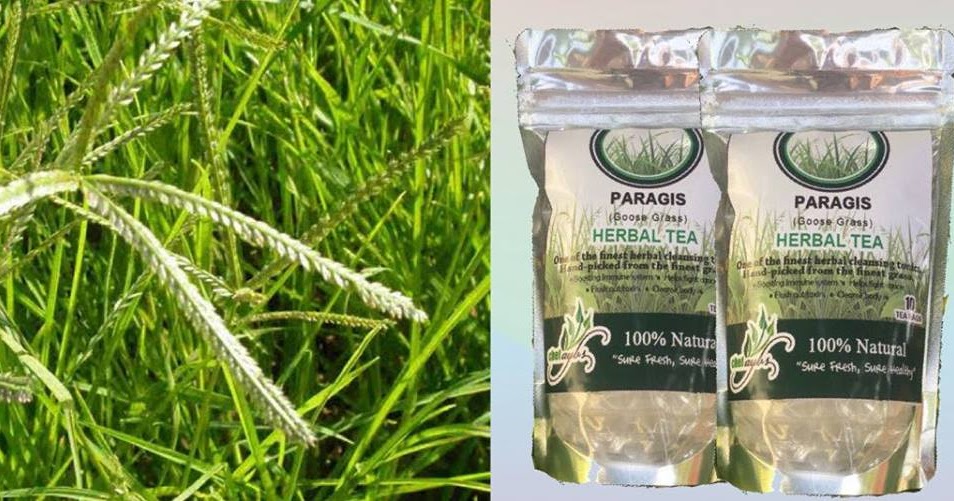 Its all about health: PARAGIS GRASS