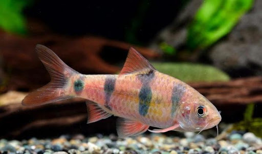 Clown Barb Fish Life Habits - fish-hobbyist