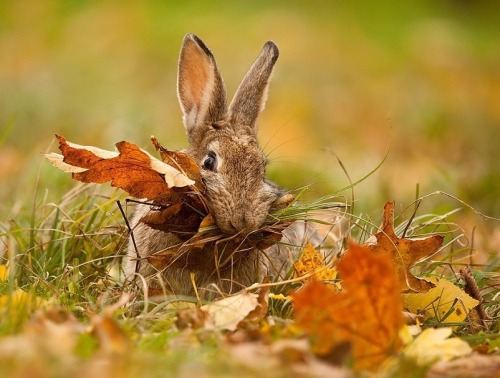 Content in a Cottage: Rabbit doing Yard Work