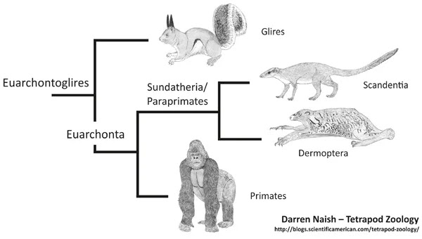 Tupayas y colugos: los "verdaderos ancestros"
