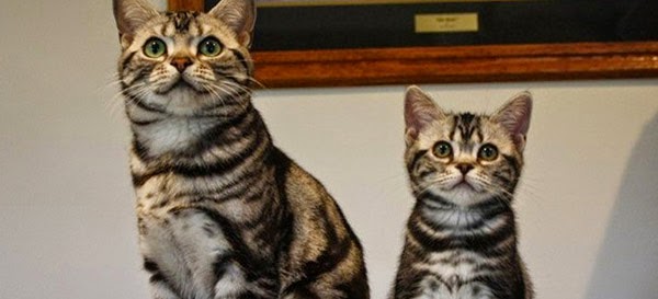 23 Photos Of Cats And Dogs With Their Insanely Cute Mini-Me Counterparts